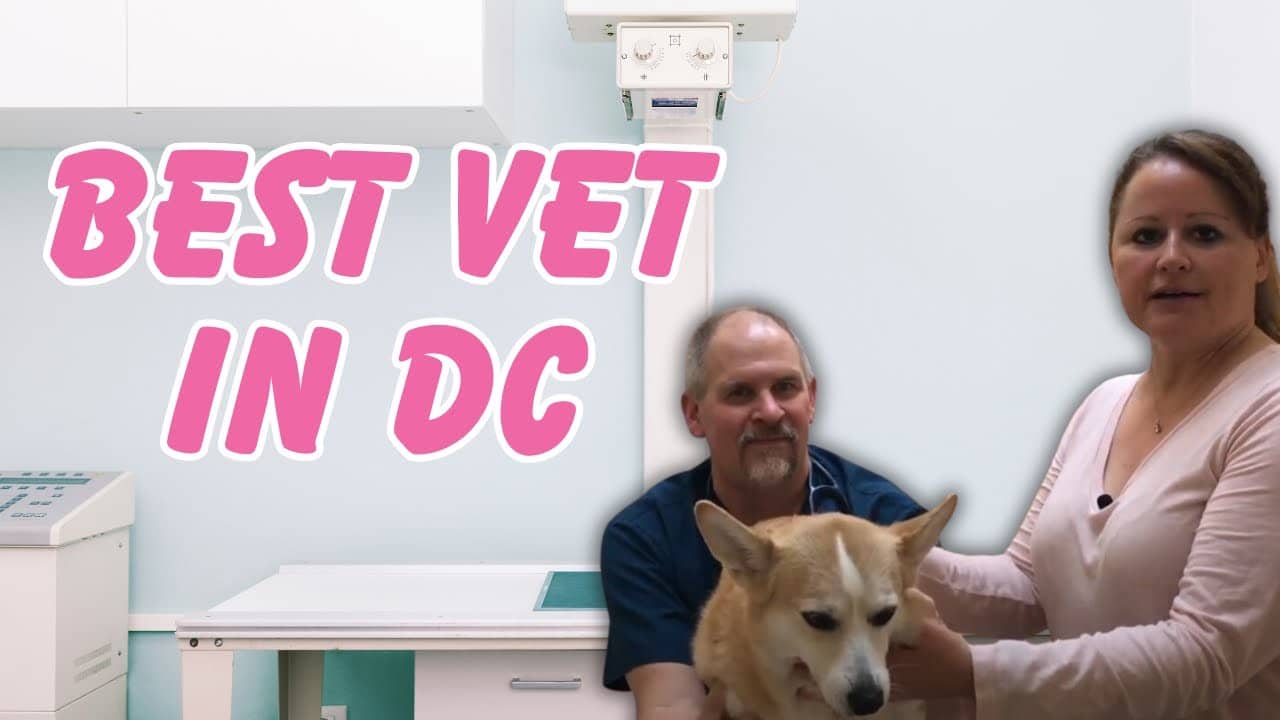 Best Veterinary Hospital in DC | Georgetown Veterinary